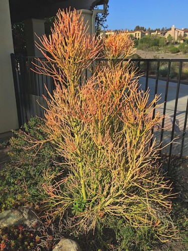 Euphorbia Tirucalli (Firestick, Pencil Cactus, Pencil Tree, Aveloz ...